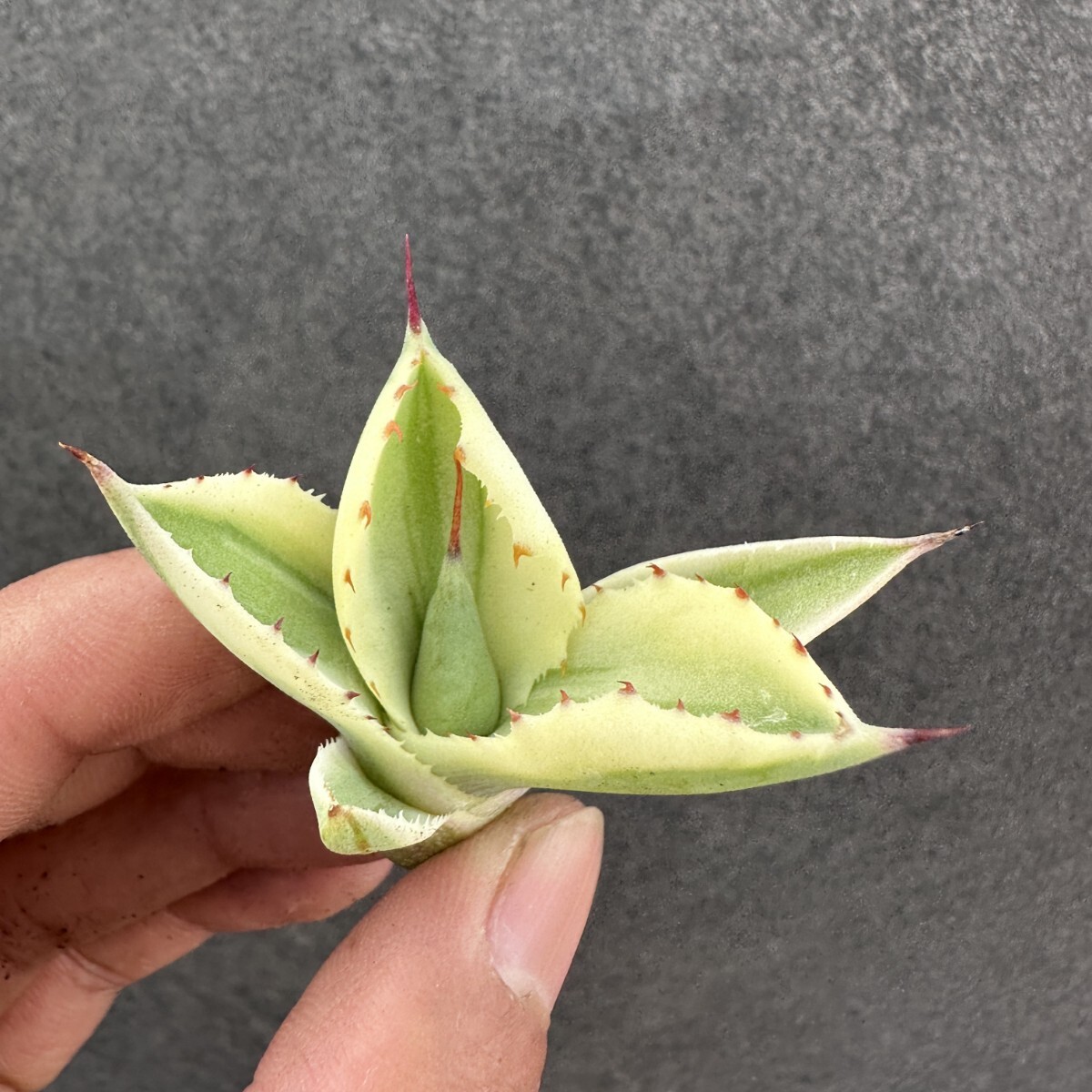 Yahoo!オークション - b36 アガベ パリー トランカータ オリザバ