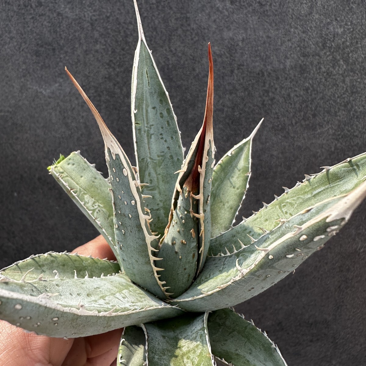 Yahoo!オークション - Q14 多肉植物 Agave purpusorum／アガベパープソ...