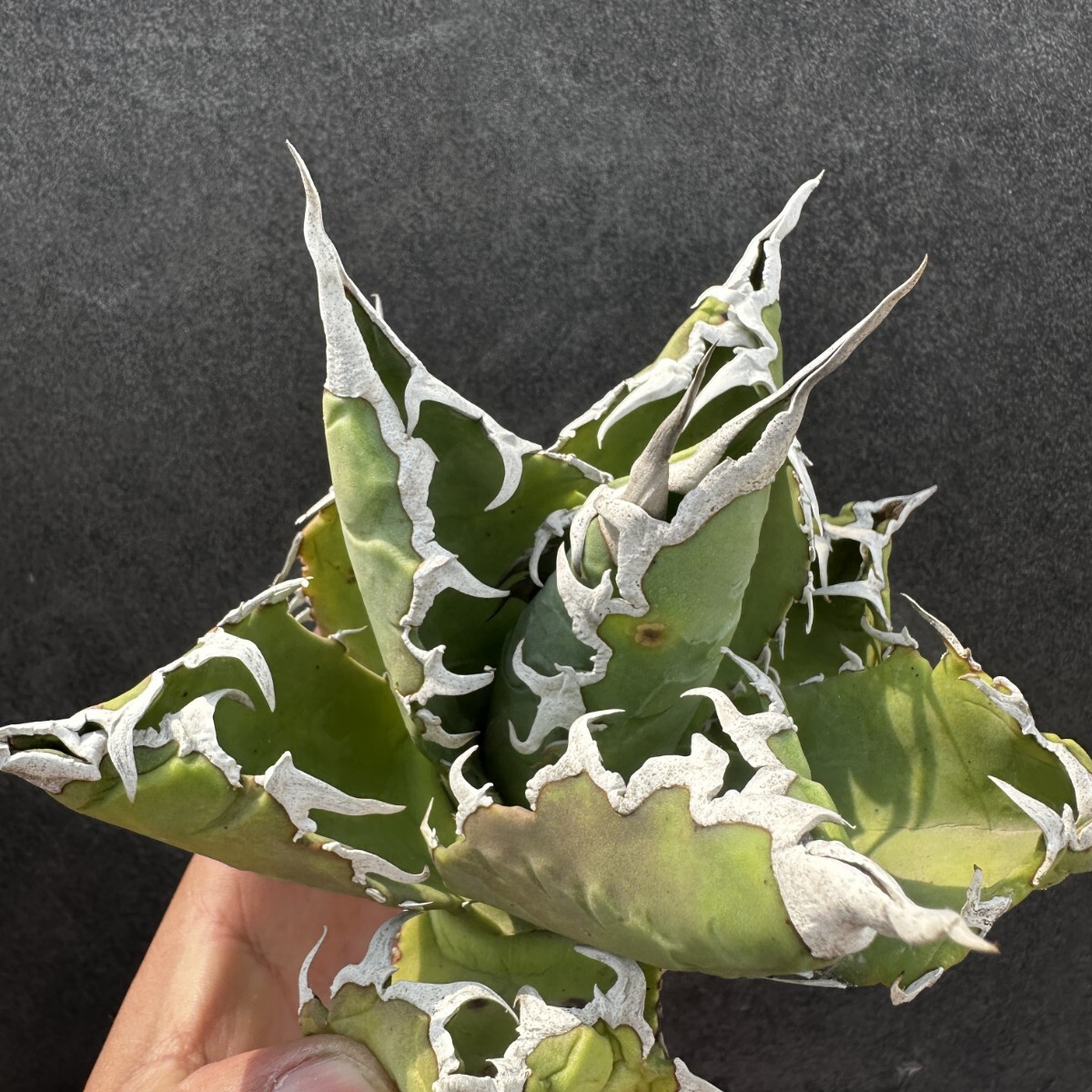 Yahoo!オークション - Q18 アガベ チタノタ オアハカ産オテロイ Oaxaca...