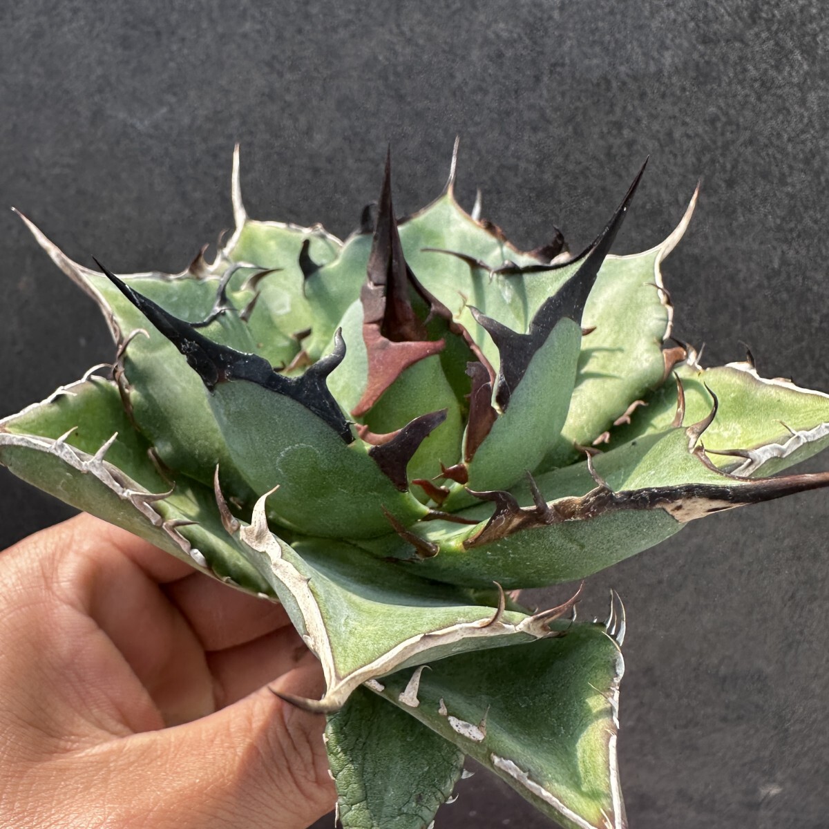 Yahoo!オークション - Q19 アガベ チタノタ ハデス Hades 黒帝斯 恐龍...