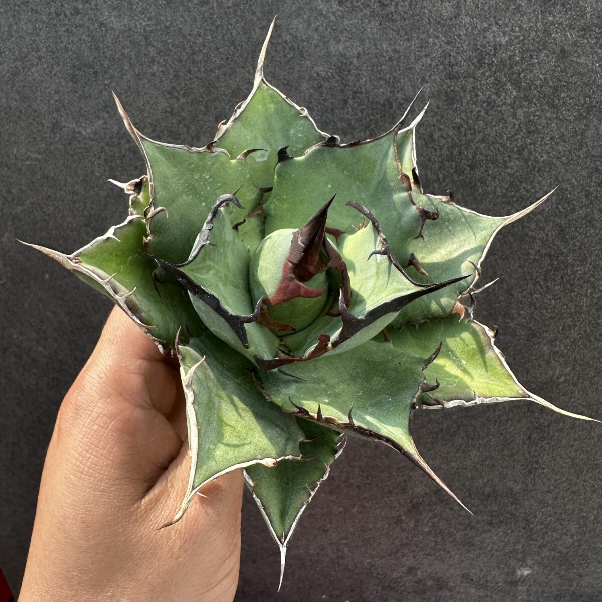 Yahoo!オークション - Q19 アガベ チタノタ ハデス Hades 黒帝斯 恐龍...