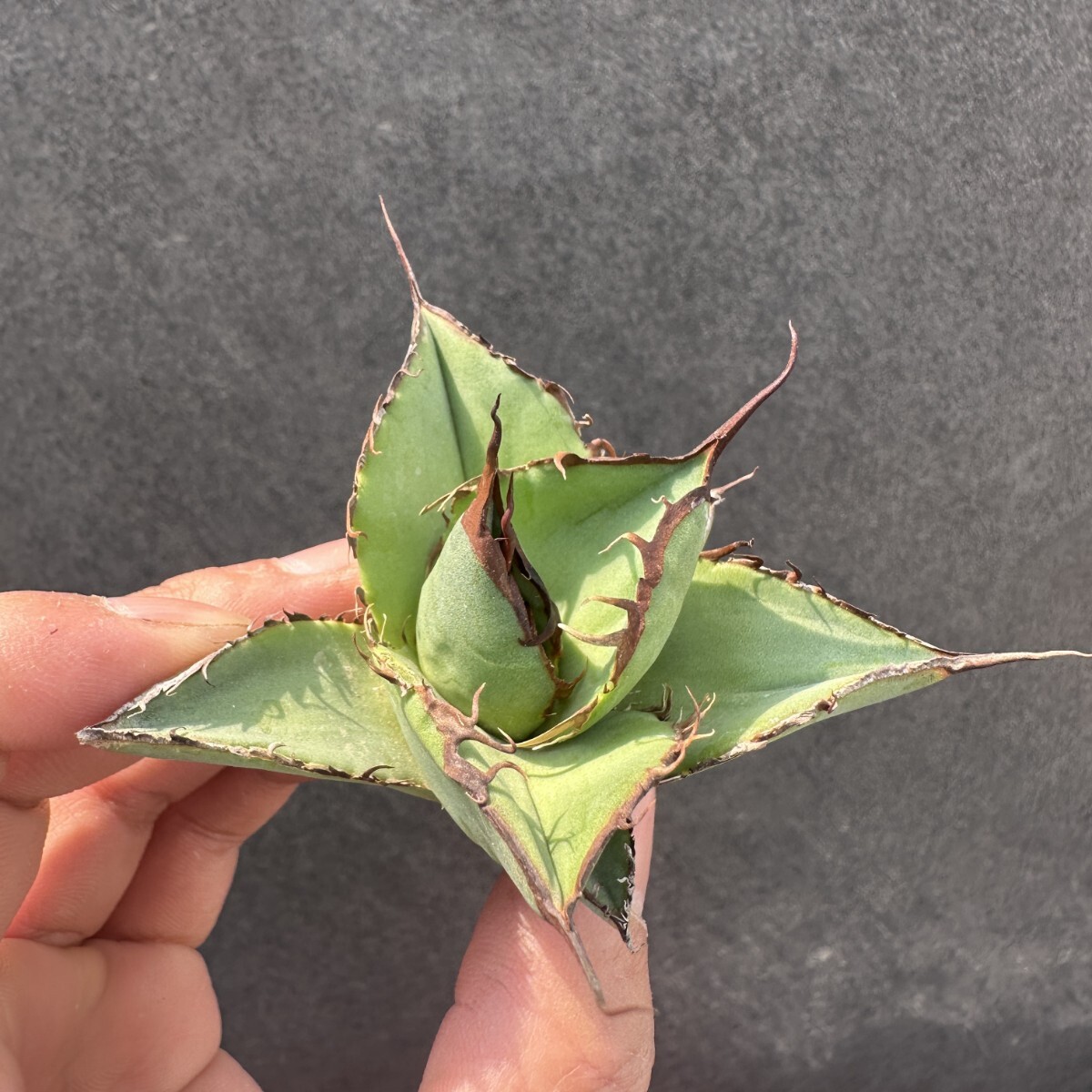 Yahoo!オークション - a38 特選 アガベ 多肉植物 チタノタ 黑曼巴 強棘...