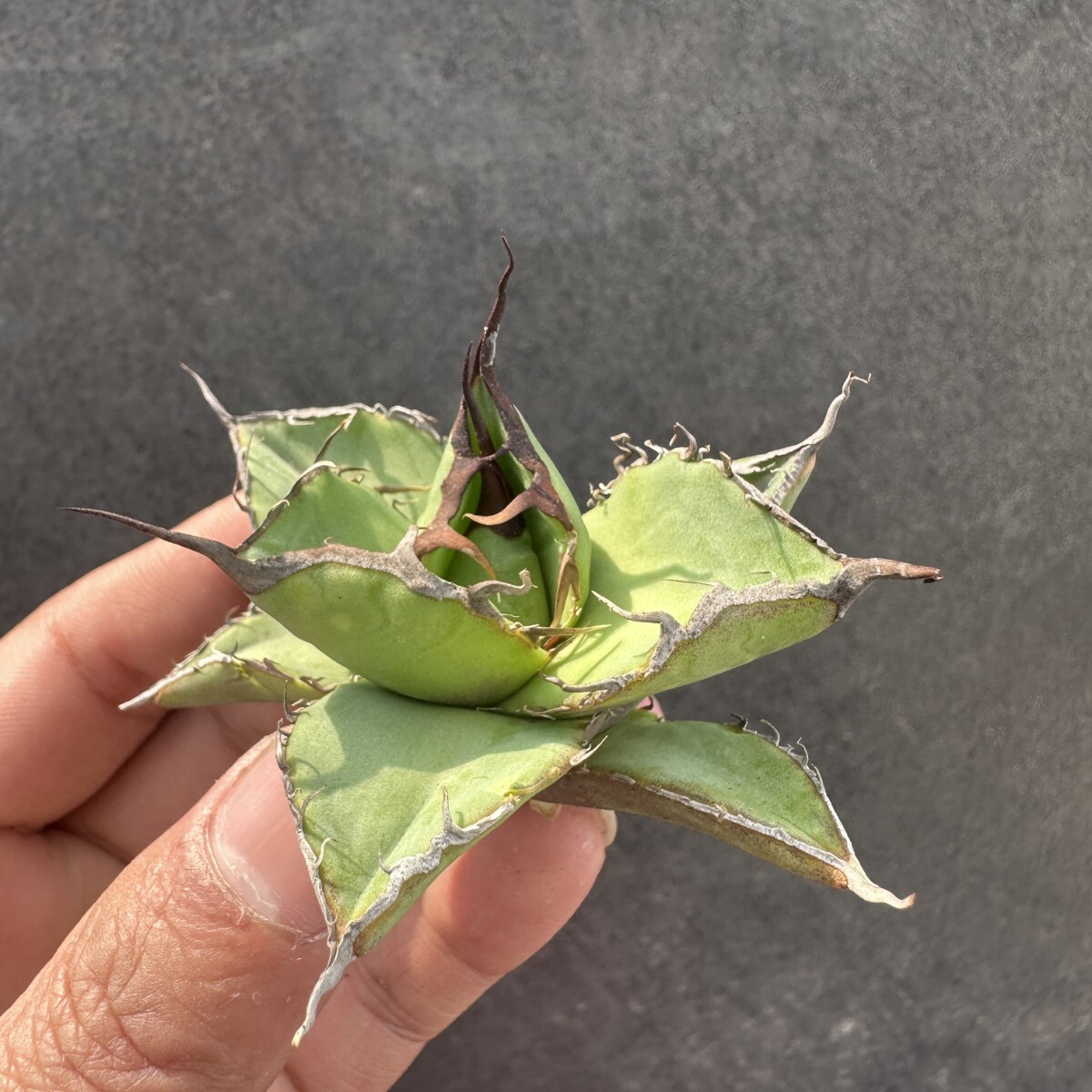 Yahoo!オークション - a43 特選 アガベ 多肉植物 チタノタ 黑曼巴 強棘...