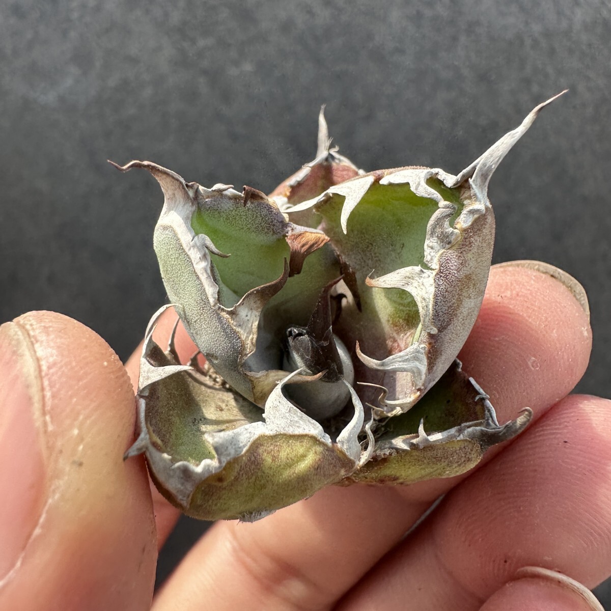 Yahoo!オークション - 専用です a16