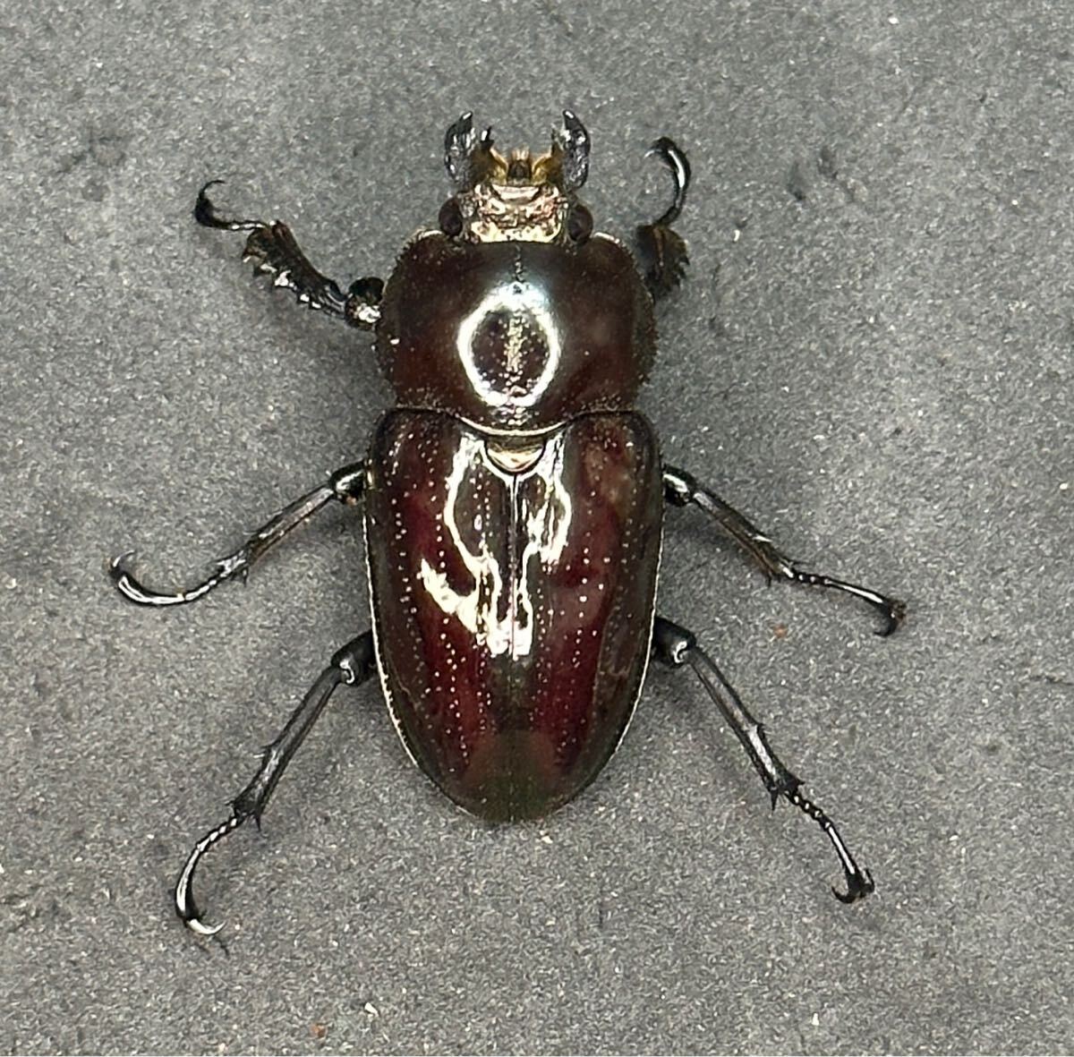 Yahoo!オークション - ニジイロクワガタPMR-R血統58ミリ1♂2♀トリオ ...