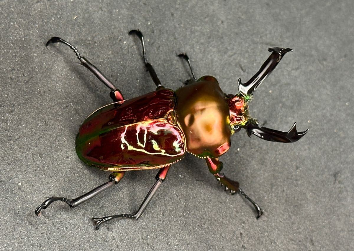 Yahoo!オークション - ニジイロクワガタPMR-R血統58ミリ1♂2♀トリオ ...