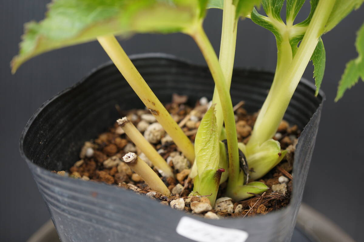 Yahoo!オークション - G-10クリスマスローズ H022レインボー系【特上開...