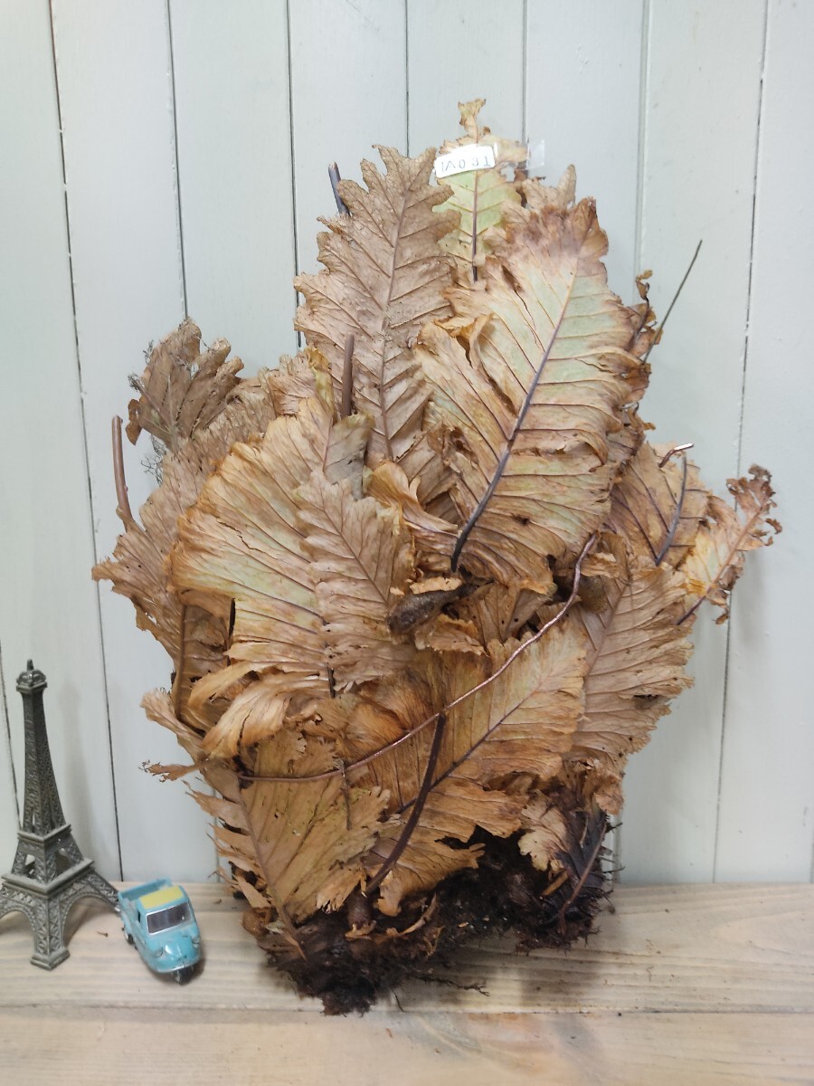 Yahoo!オークション - A031超大株 ドリナリア リギデュラ 現地球 ワイ...