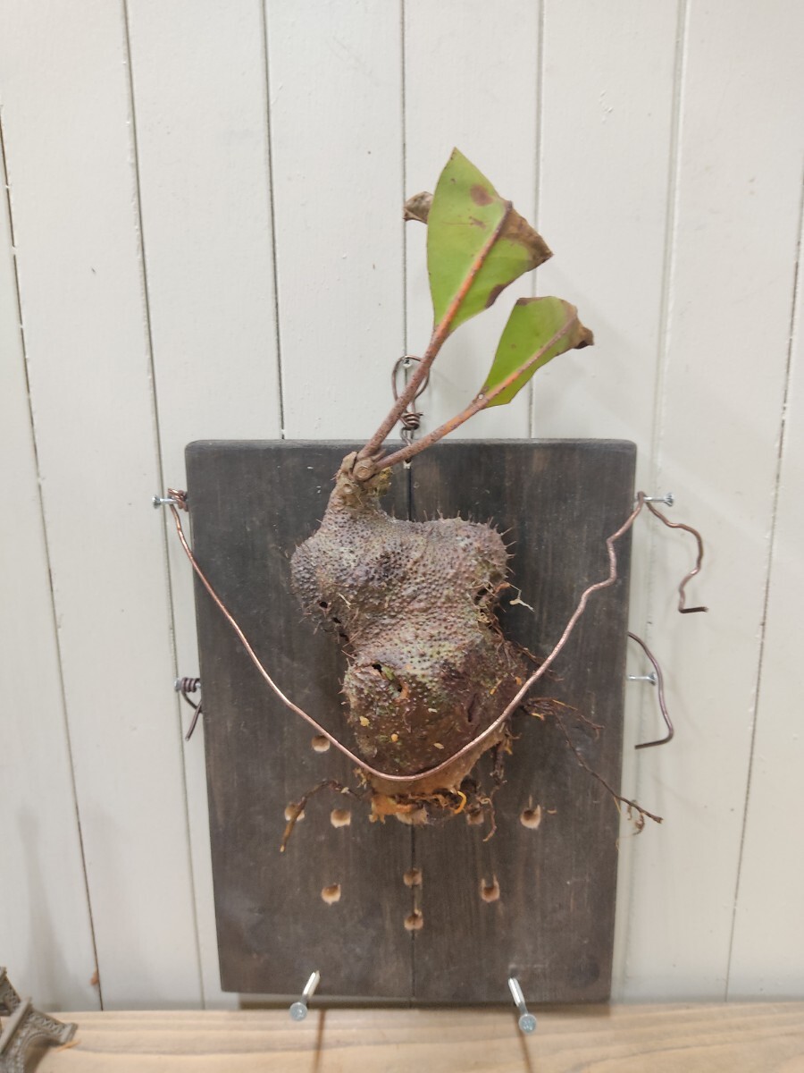 Yahoo!オークション - A009激レア貴重種 大株 ミルメフィツム ブラック...