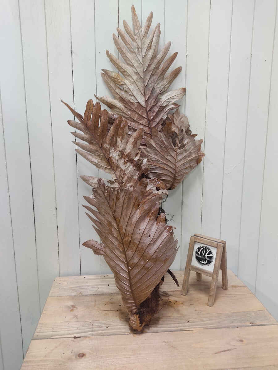 Yahoo!オークション - G327 超大株 ドリナリア クエルシフォリア ワイ...