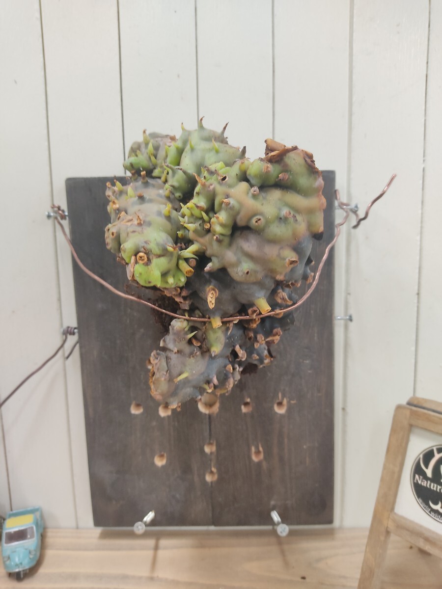 G169激レア種 激デカッ超大株 レカノプテリス バルゴイ 現地球 3/9輸入(ビカクシダ、コウモリラン)｜売買されたオークション情報、yahooの商品情報をアーカイブ公開 - オークファン ...