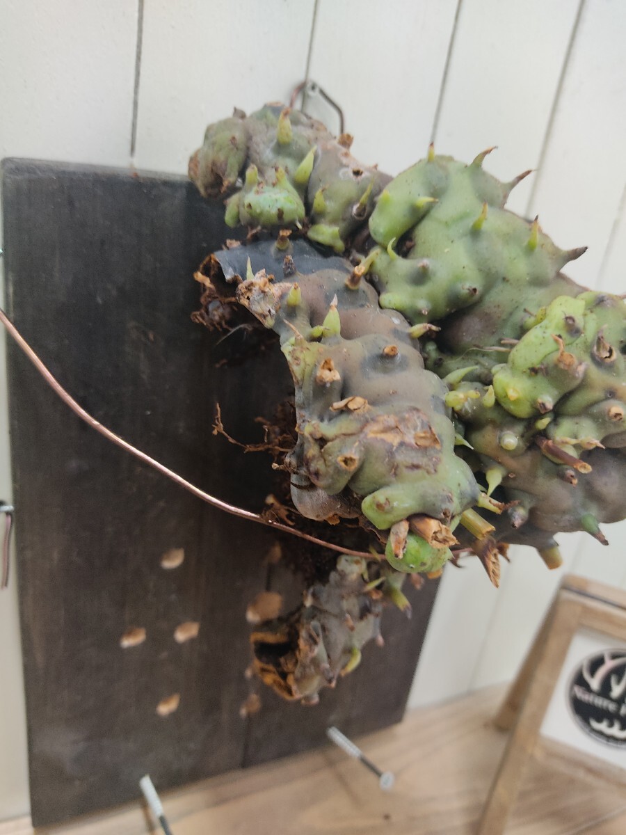 G169激レア種 激デカッ超大株 レカノプテリス バルゴイ 現地球 3/9輸入(ビカクシダ、コウモリラン)｜売買されたオークション情報、yahooの商品情報をアーカイブ公開 - オークファン ...