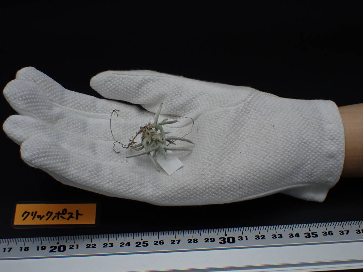 Yahoo!オークション - Tillandsia mollis チランジア・モリス 44504 エ...