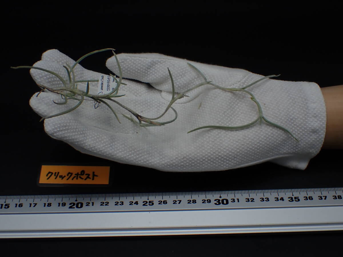 Yahoo!オークション - Tillandsia usneoides x T.mollis チランジア・...
