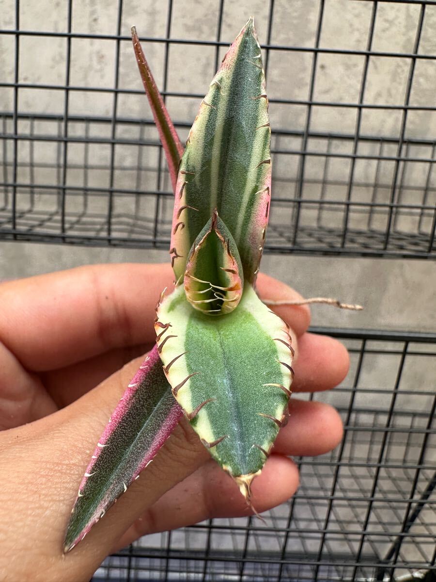 Yahoo!オークション - 【FJ Agave】50アガベ Agave 黑犀牛錦 斑入 特選...