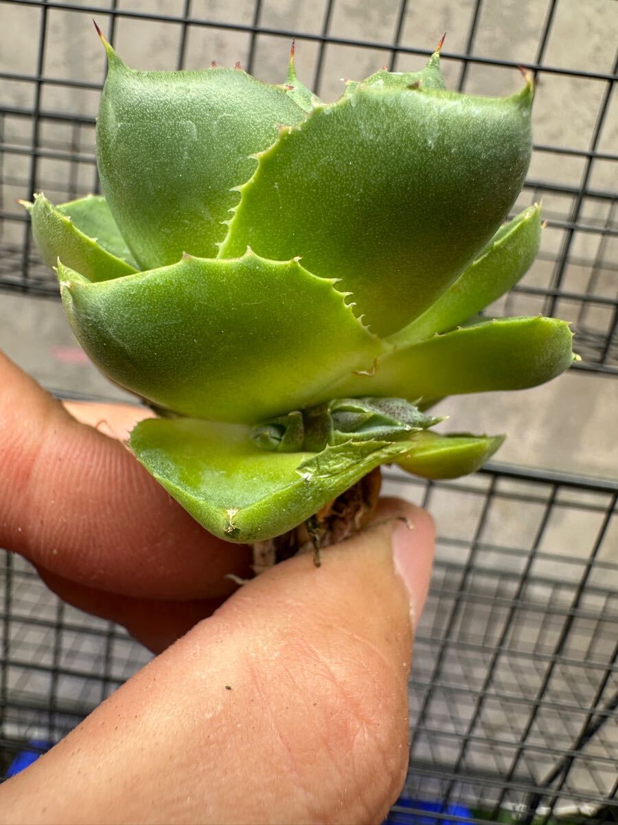 Yahoo!オークション - 【FJ Agave】70アガベ小精靈 OC株