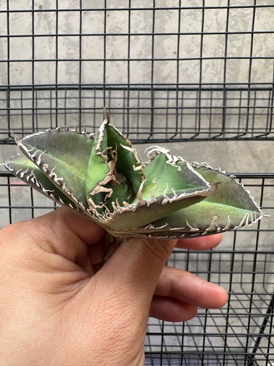 Yahoo!オークション - 【FJ Agave】ff4 アガベ悪魔くん 特選控養株