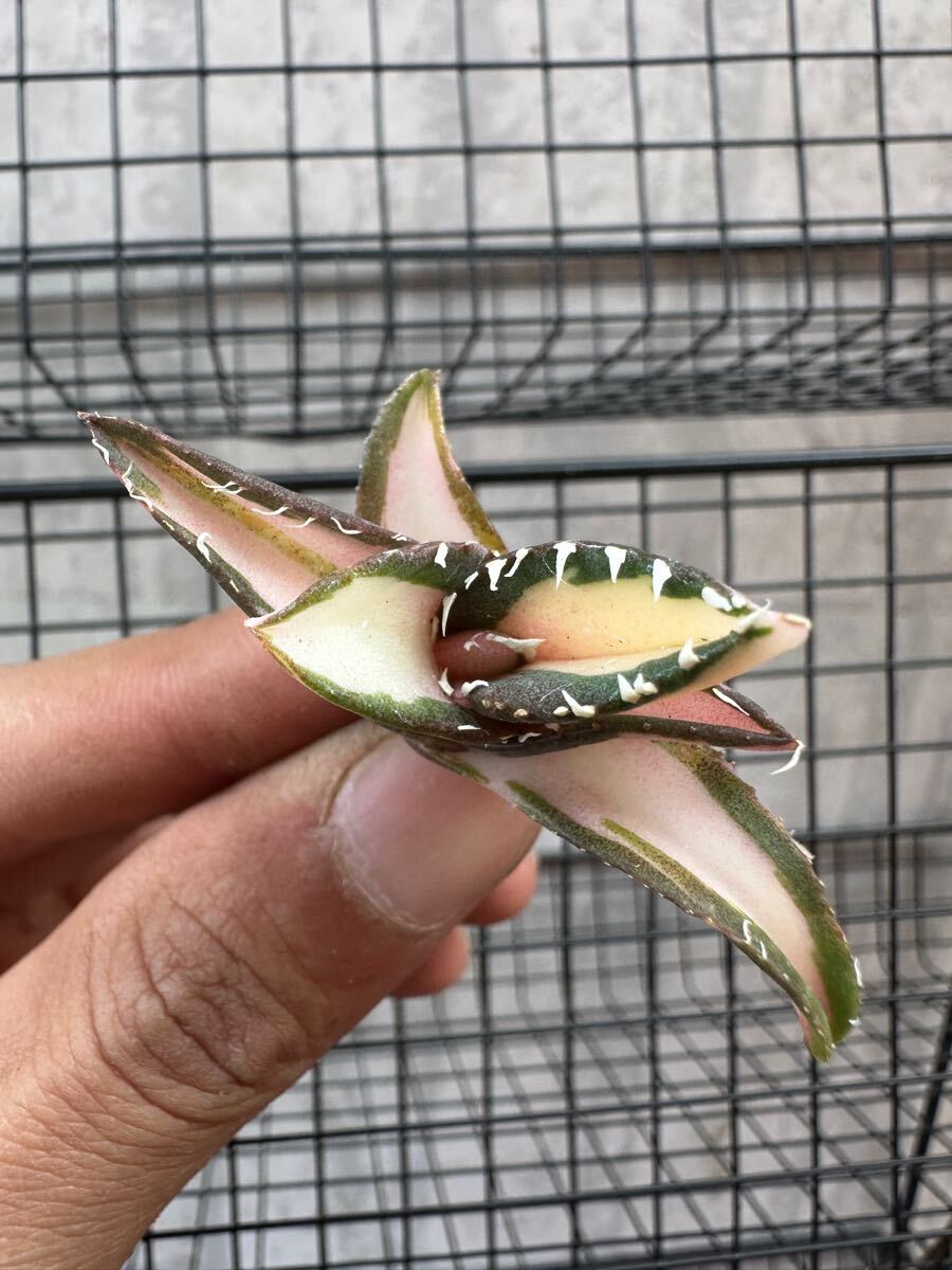 Yahoo!オークション - 【FJ Agave】3アガベ 緑幽霊白中斑錦 TC株 多肉...