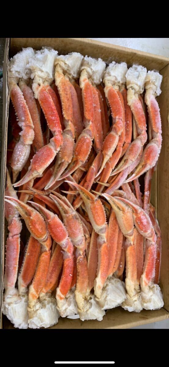 Yahoo!オークション - 【見入抜群】本ズワイガニ 約10kg L〜3L 不揃い