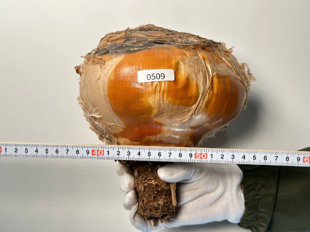 Yahoo!オークション - T0509 Boophane Haemanthoides ブーファン ハエ...