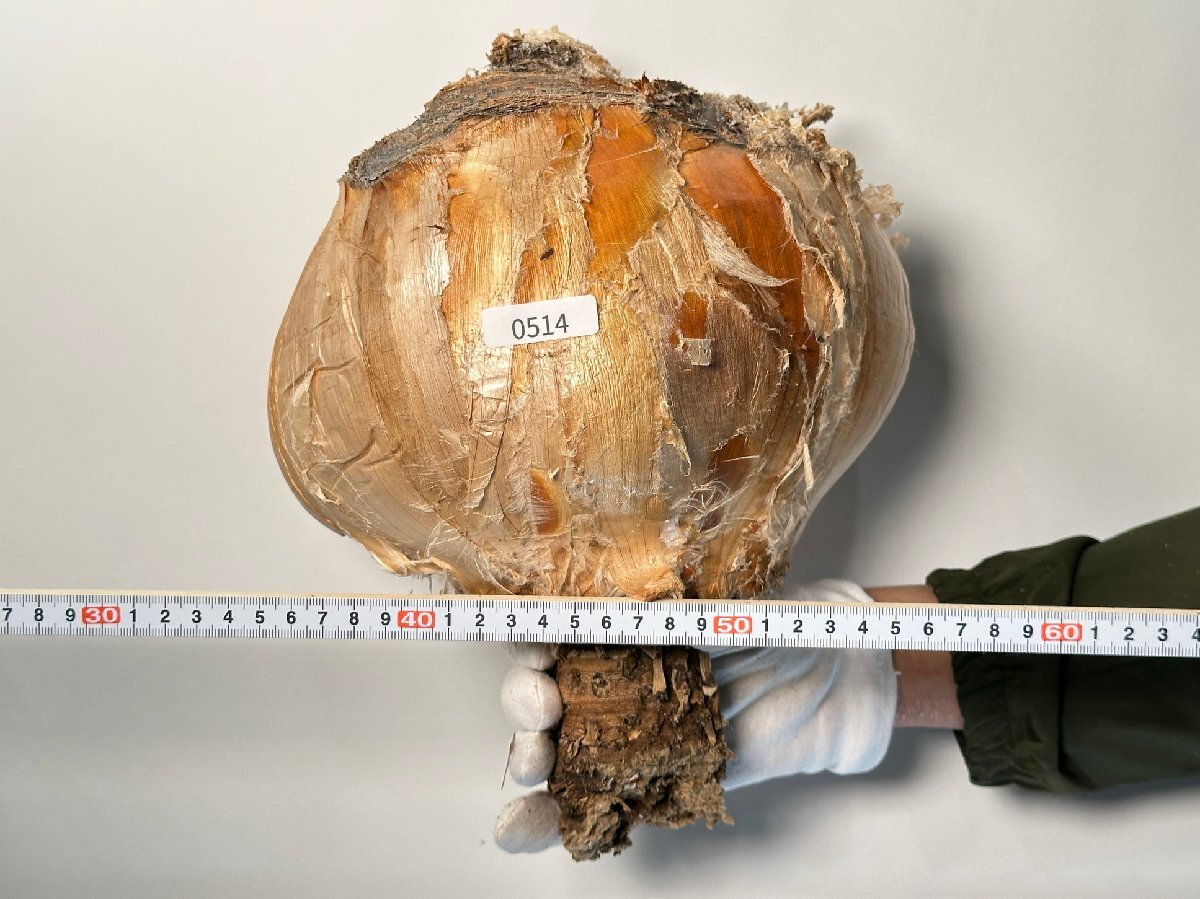 Yahoo!オークション - T0514 Boophane Haemanthoides ブーファン ハエ...