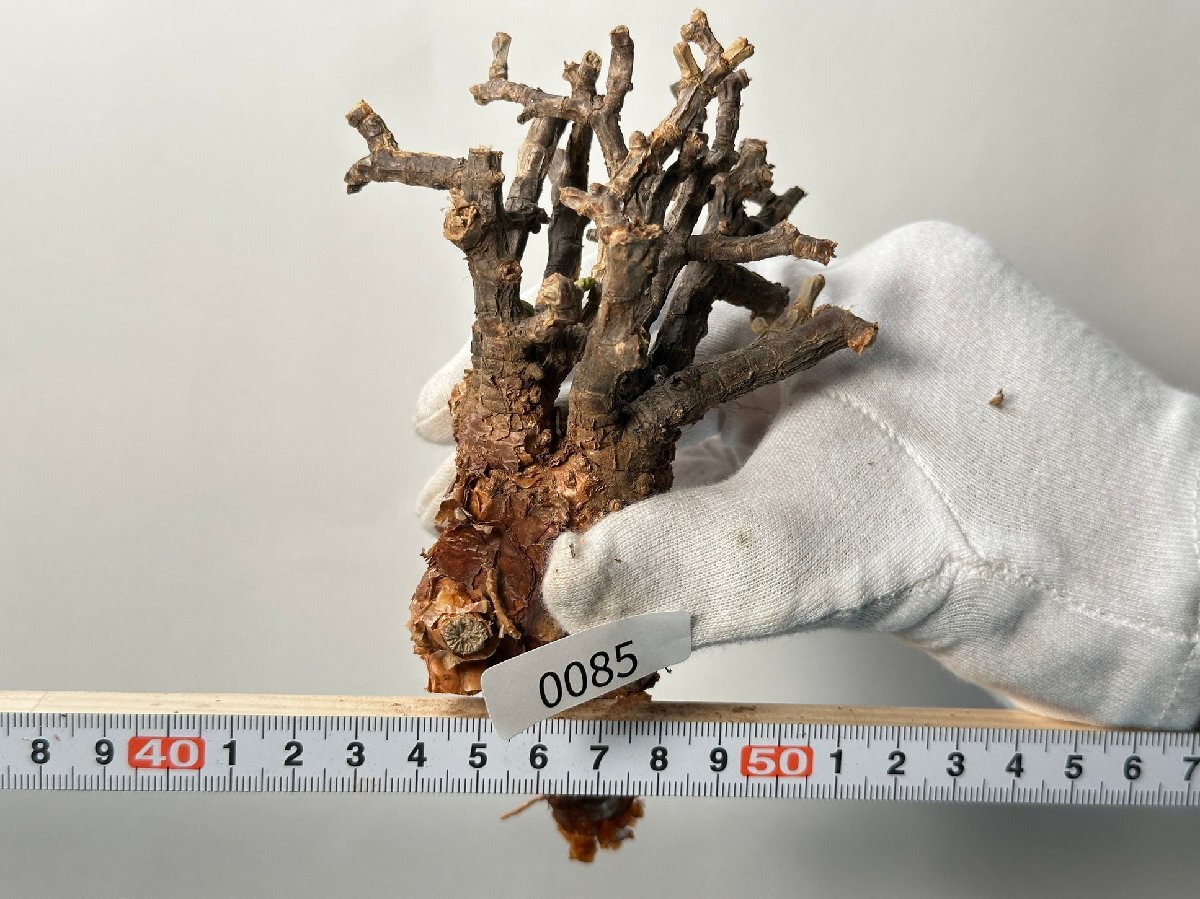 Yahoo!オークション - T0085 Ceraria pygmaea ケラリア ピグマエア ベ...