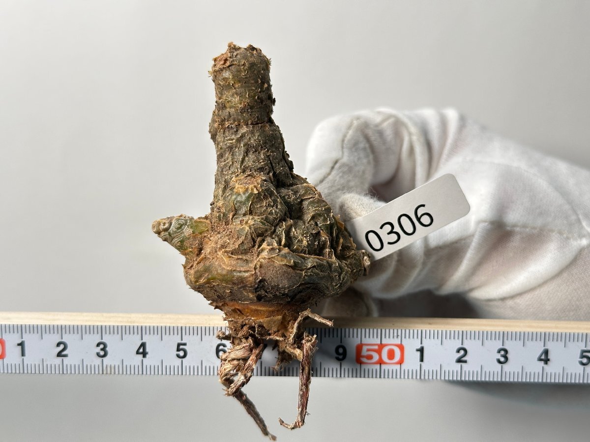 Yahoo!オークション - T0306 Tylecodon pearsonii チレコドン ペアルソ...