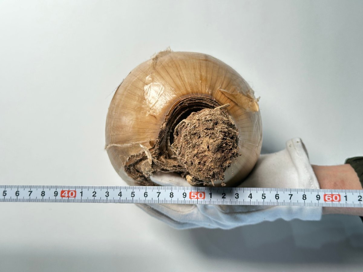 Yahoo!オークション - T0603 Boophane Haemanthoides ブーファン ハエ...