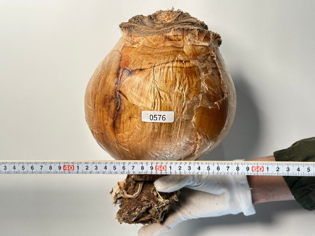 Yahoo!オークション - T0576 Boophane Haemanthoides ブーファン ハエ...