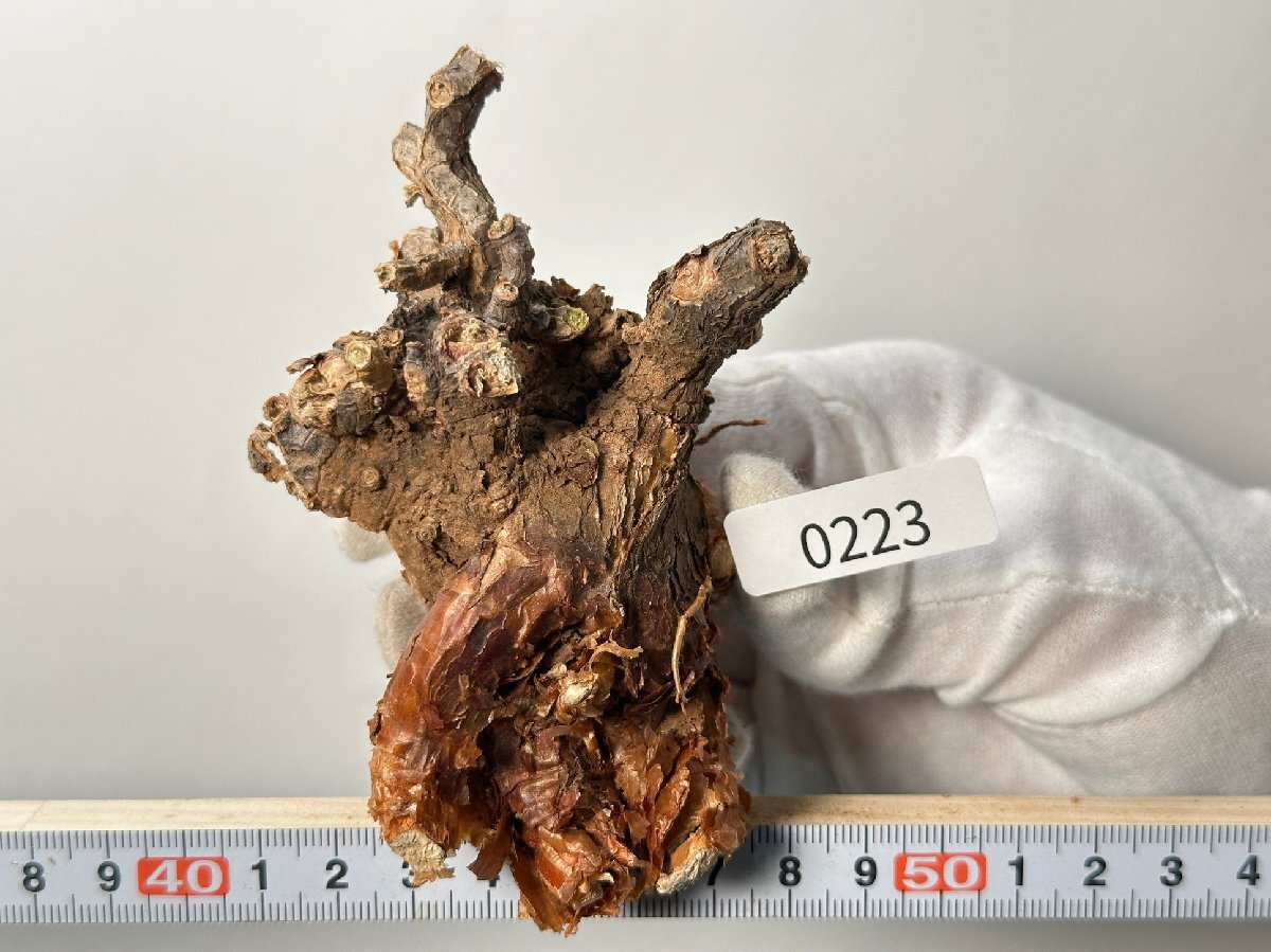 Yahoo!オークション - T0223 Ceraria pygmaea ケラリア ピグマエア ベ...