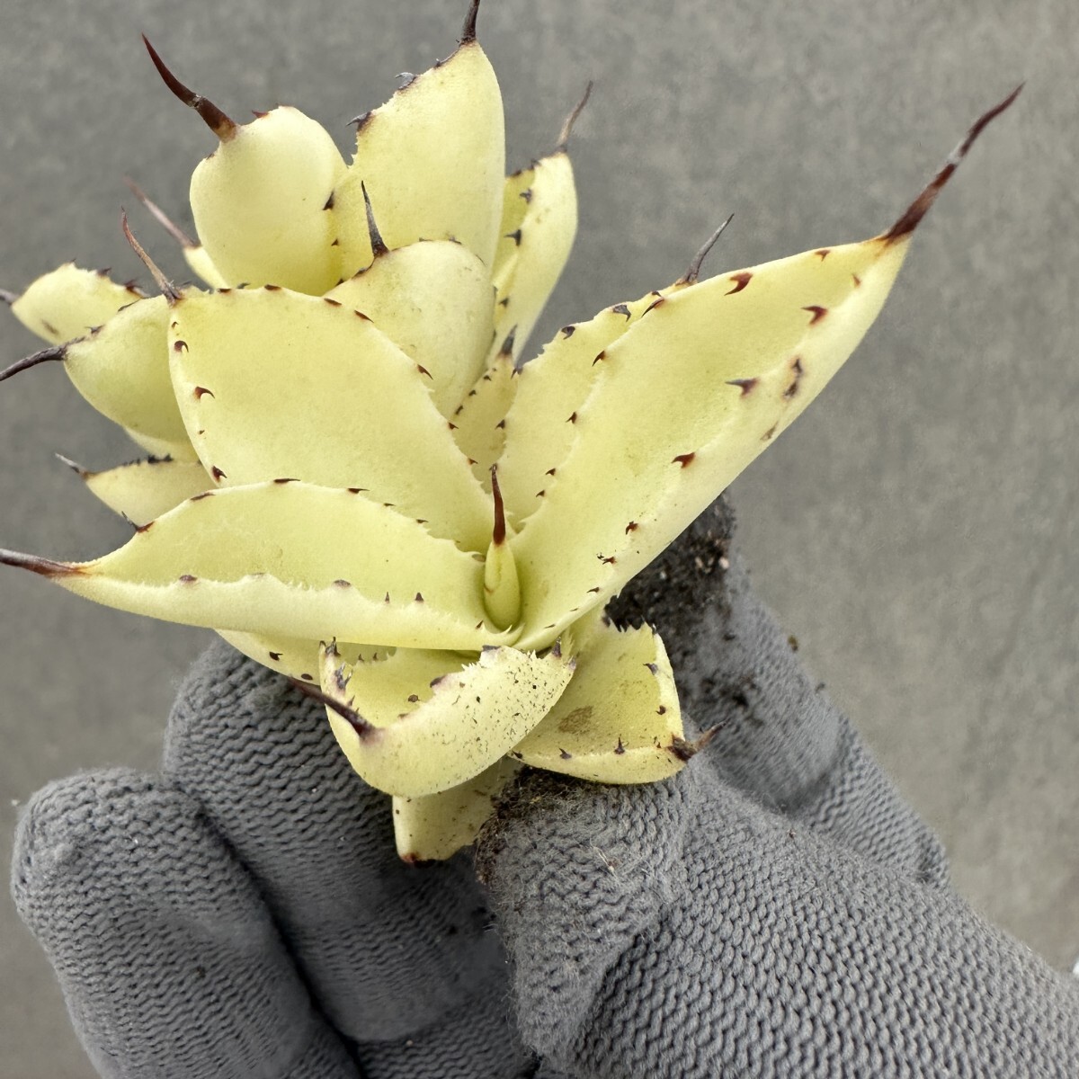 Yahoo!オークション - L46 多肉植物 アガベ 吉祥冠錦 特殊錦 双頭株 大...