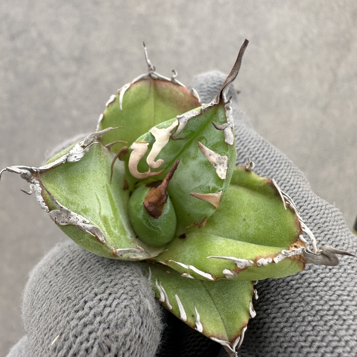 Yahoo!オークション - X34 多肉植物 アガベ チタノタ シチリア 悪魔く...