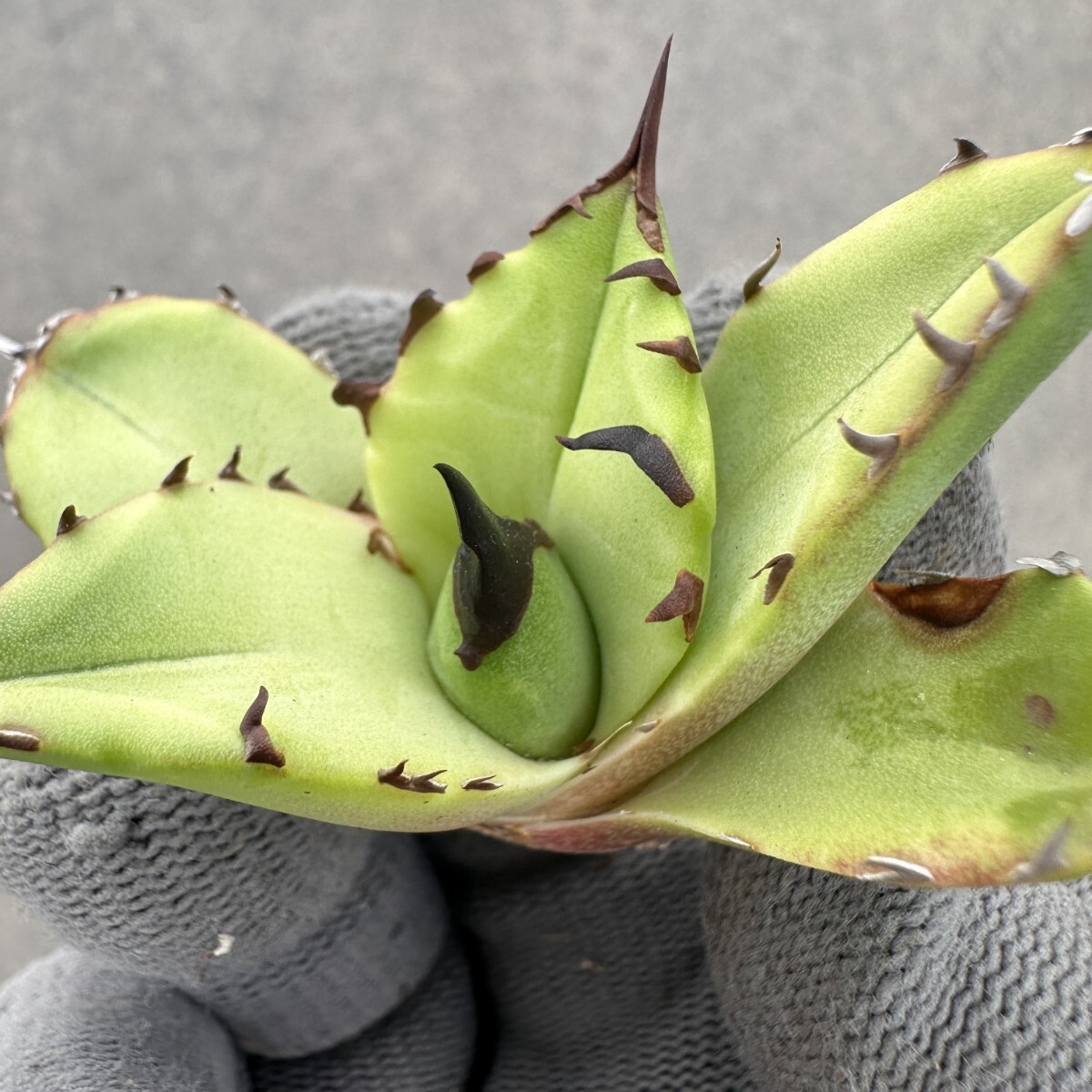 Yahoo!オークション - X39 多肉植物 アガベ チタノタ 亞瑟王 キングア...