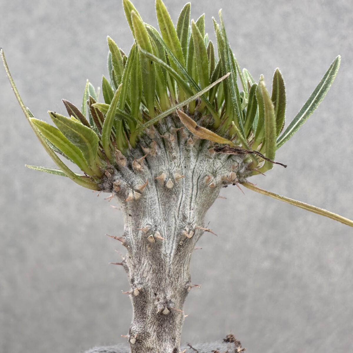 Yahoo!オークション - X44 多肉植物 塊根植物 パキポディウム グラキリ...