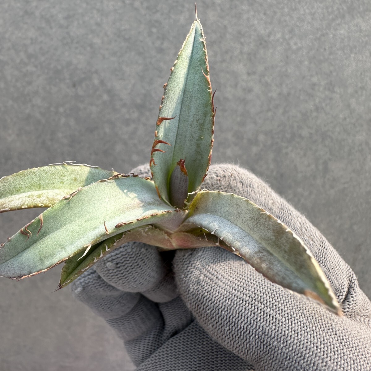 Yahoo!オークション - K28 アガベ チタノタ ライオンズメーン ライオン...