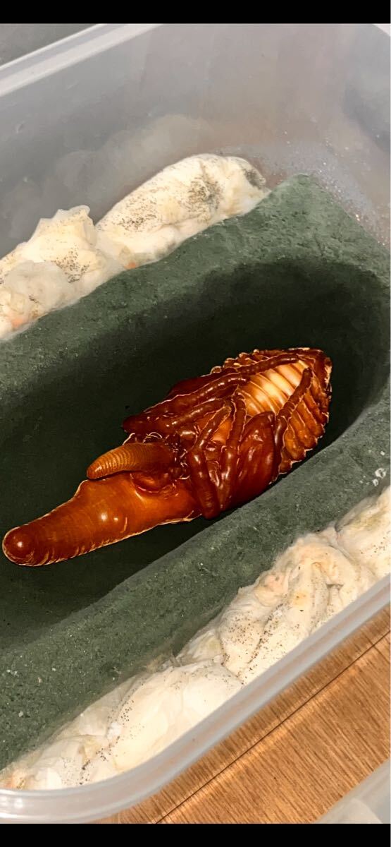 Yahoo!オークション - DHヘラクレス・極太極短・C68メテオ♂♀ペアC B ...