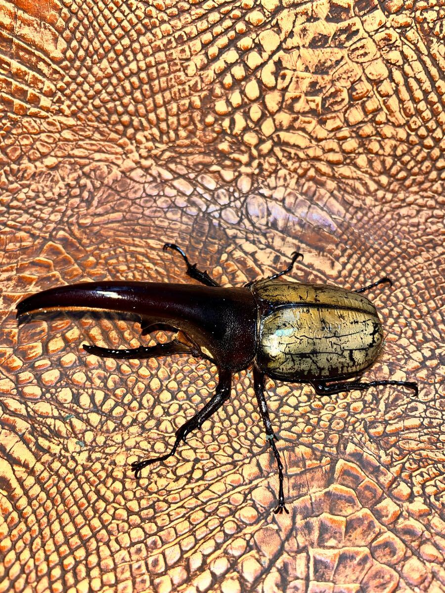 Yahoo!オークション - DHヘラクレス極太極短C68メテオ新成虫ペアーC B ...