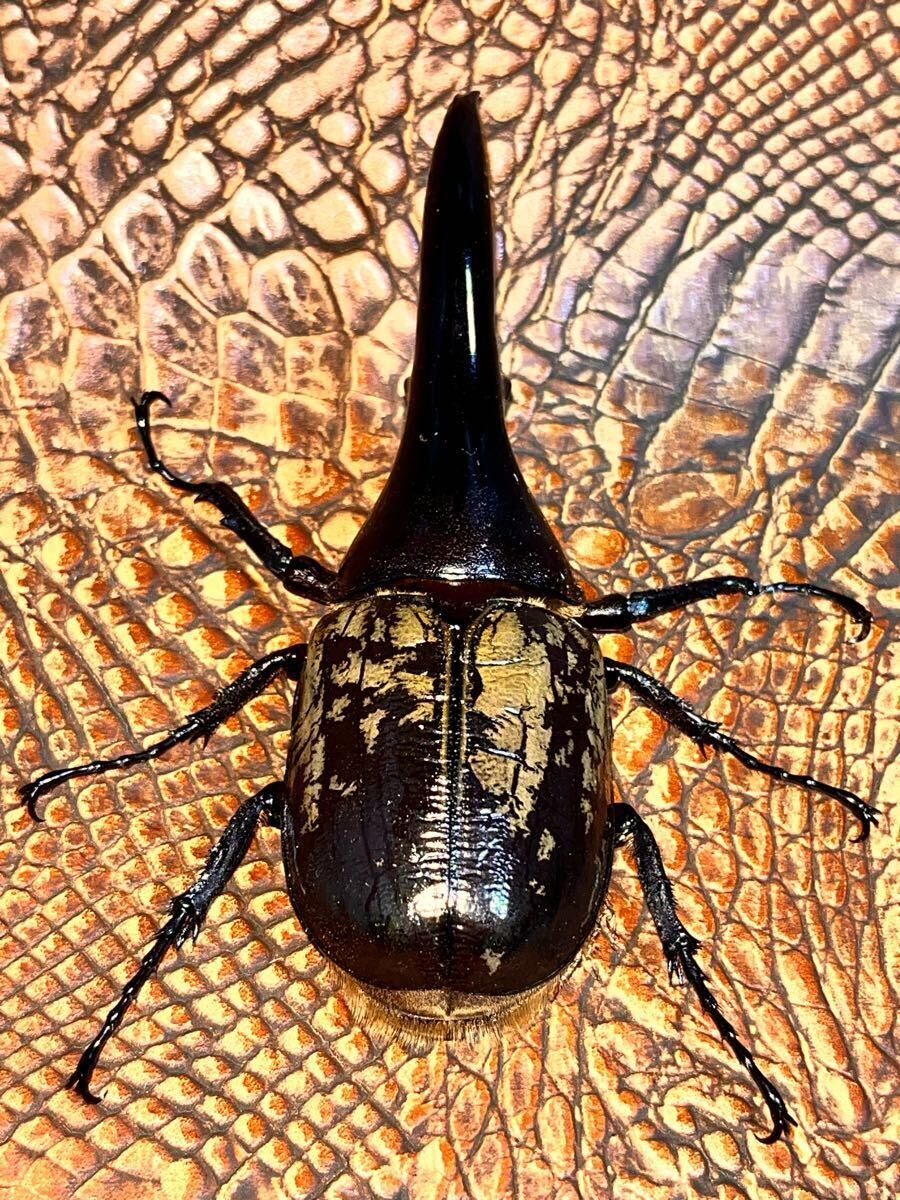 Yahoo!オークション - DH極太極短C68メテオグリーンLINE♂♀小楯板台形...