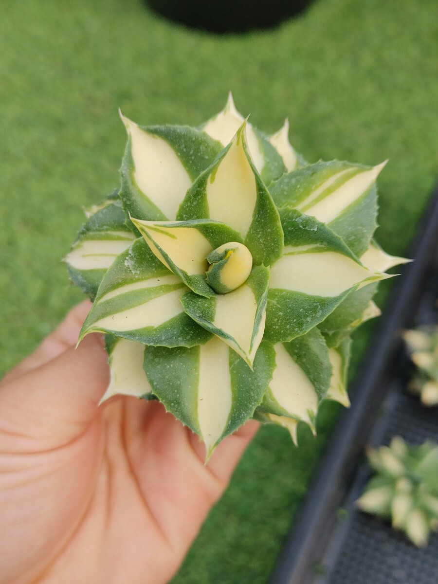 Yahoo!オークション - 【Omc Labo】特選 王妃雷神黄中斑12株