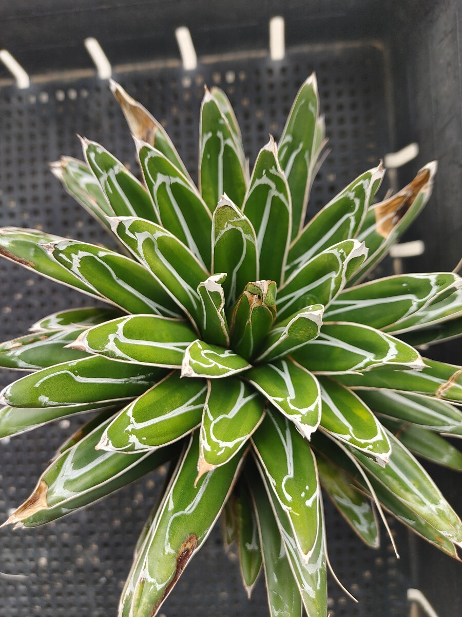 Yahoo!オークション - 【Omc Labo】アガベ笹の雪 斑入り 希少