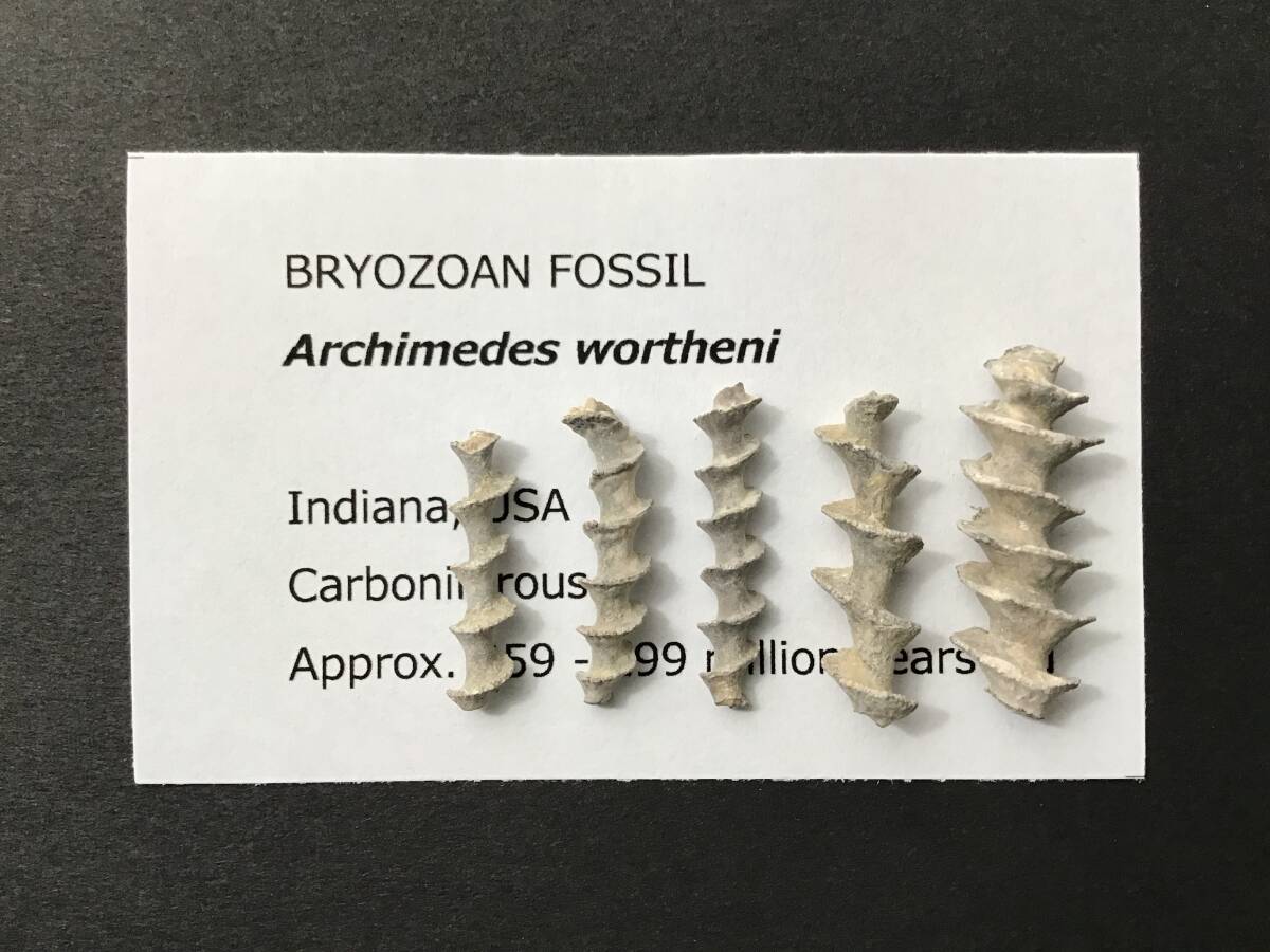 Yahoo!オークション - コケムシ 化石 アルキメデス [AR29]