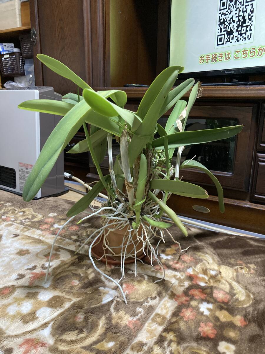 Yahoo!オークション - 原種 C.maxima ‘Gorgeous' SM/JOGA メリクロン