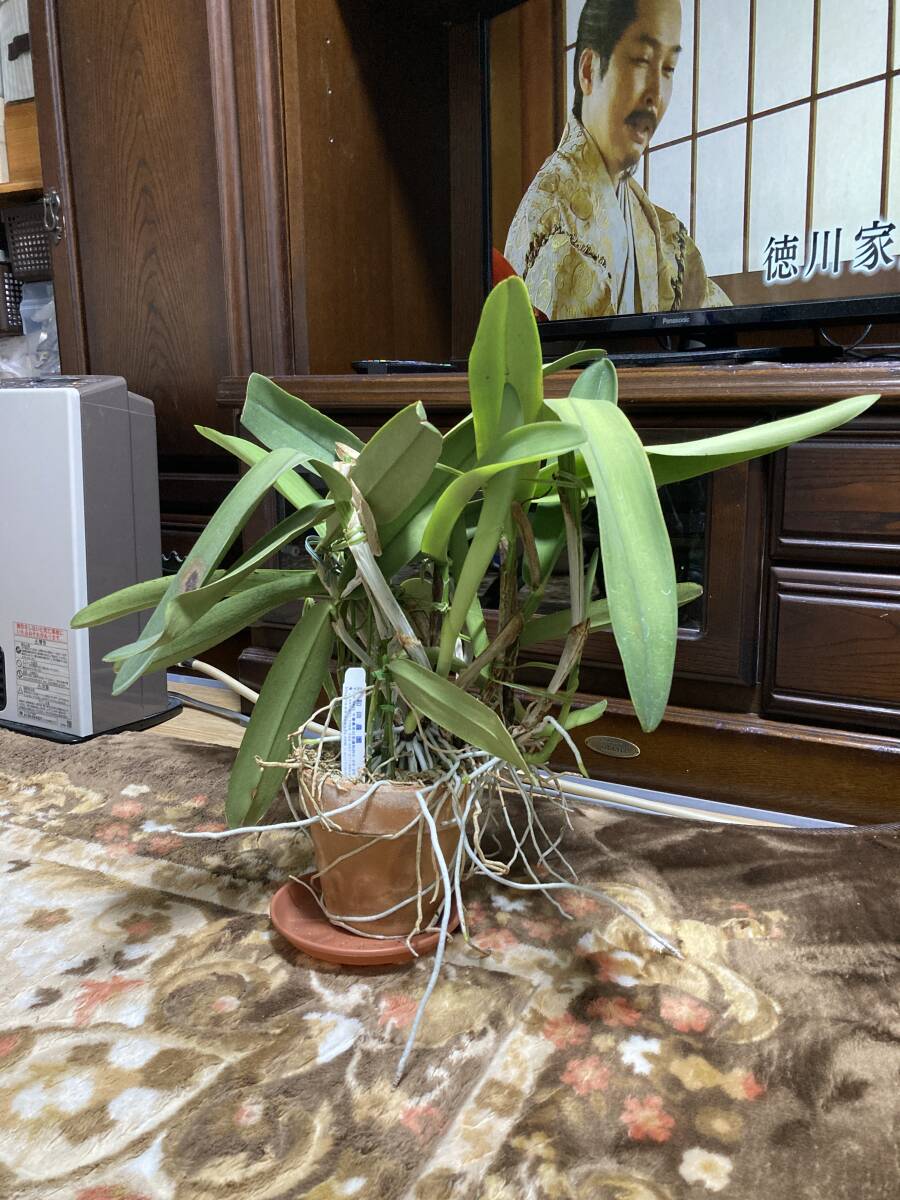 Yahoo!オークション - 原種 C.maxima ‘Gorgeous' SM/JOGA メリクロン