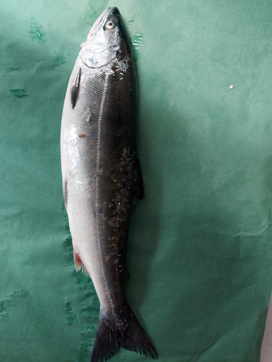 Yahoo!オークション - サクラマス45cm 500～550g位1匹1000円即決