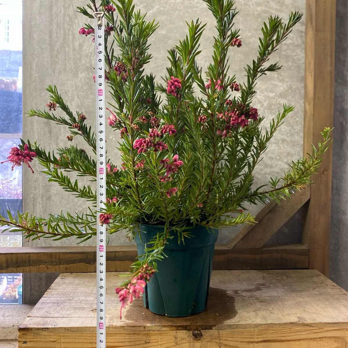 Yahoo!オークション - オージープランツ グレビレア ジョンエバンス