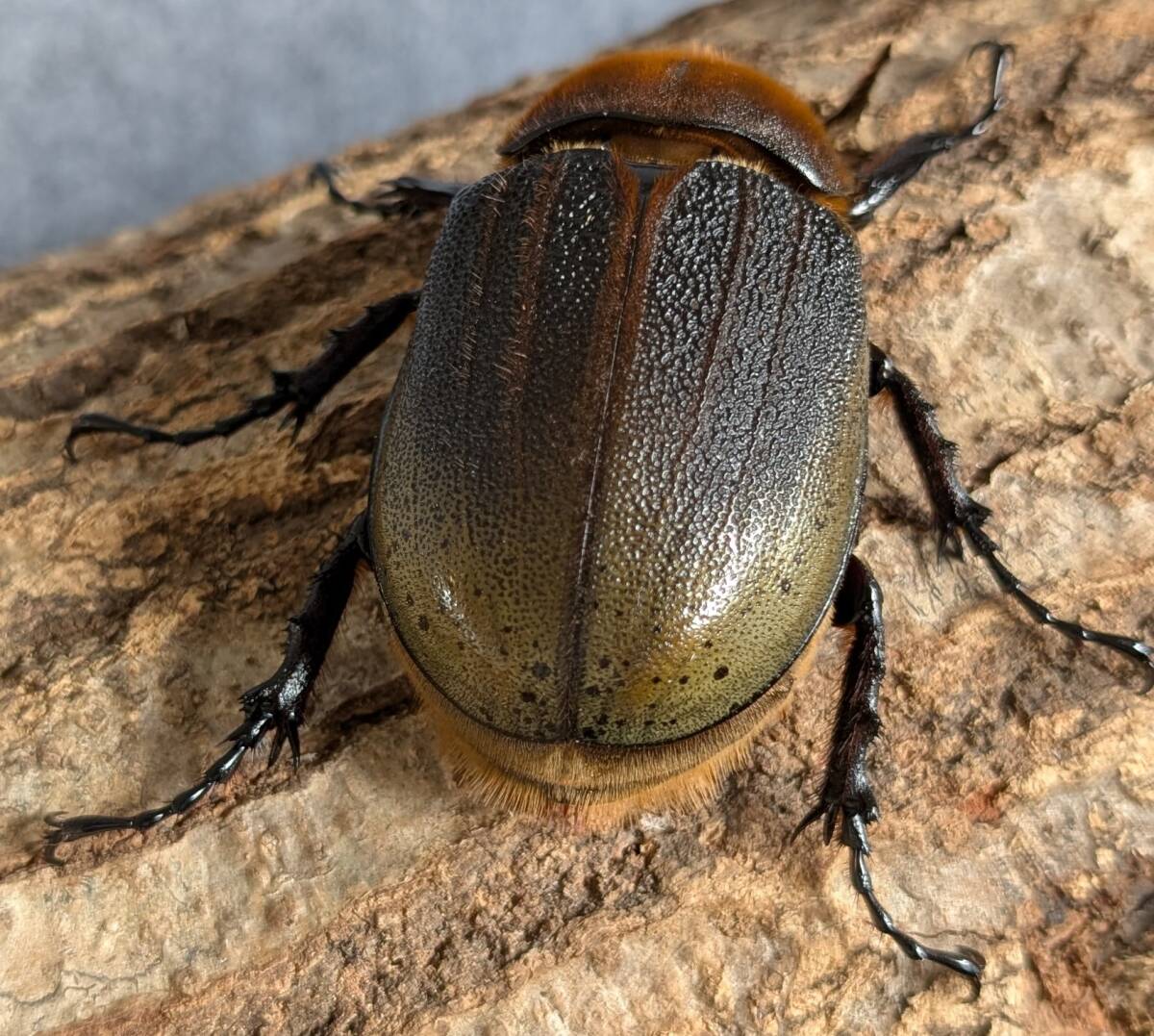 Yahoo!オークション - 即ブリ DH ヘラクレス ♂157mm ♀70mm ペア 後食...