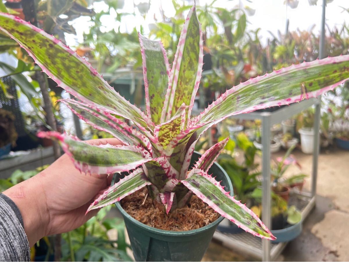 Yahoo!オークション - エクメア・オーランディアナ・エンサイン Aechme...