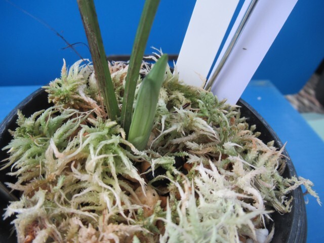 Yahoo!オークション - 80N2えびね蘭 513 天馬 山野草 エビネラン