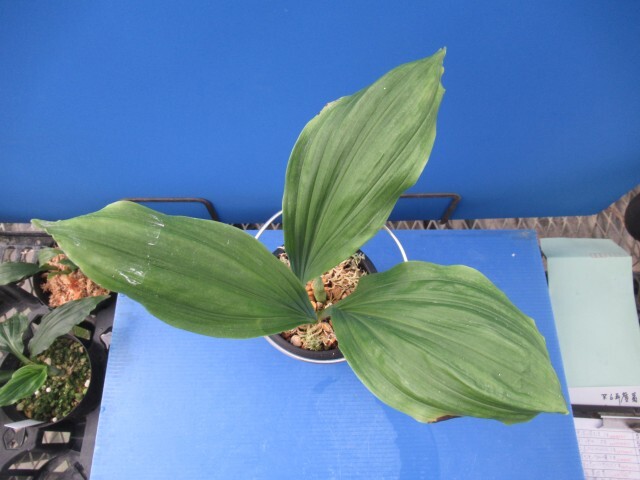 Yahoo!オークション - 80N2えびね蘭 516 紫皇帝 花見込み 山野草 エ...