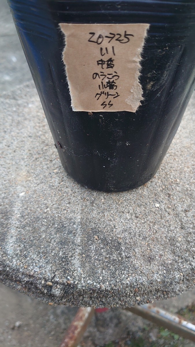 Yahoo!オークション - クリスマスローズ 111 ラスト値引 中香フレグラ...